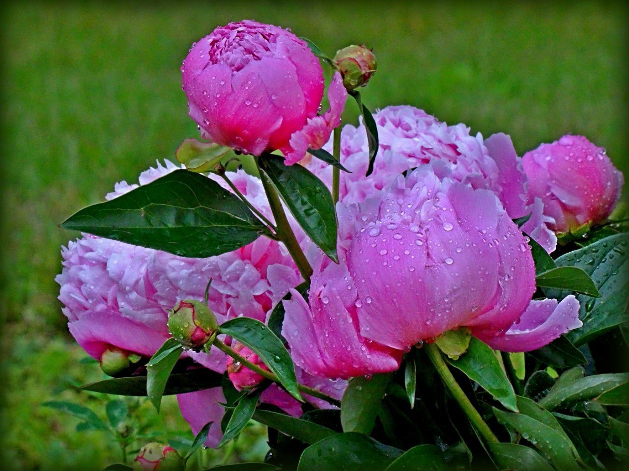 Капельки радости! опубликовал пост от 17 июня 2016 в 16:05 | Фотострана ...