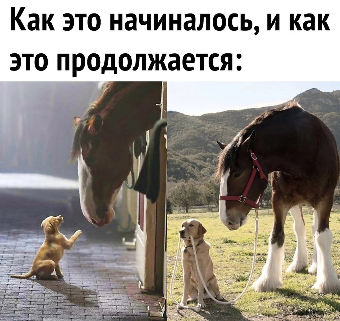 Прекрасная история дружбы | МЫСЛИ НА МИЛЛИОН | Фотострана | Пост ...