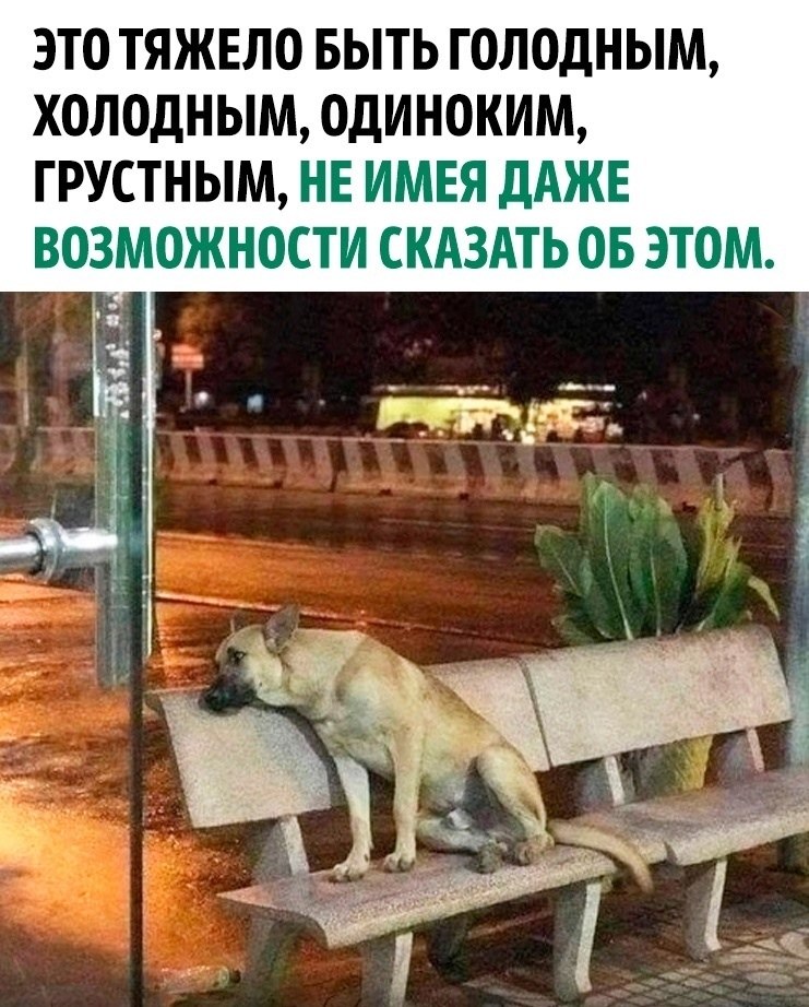 Не забывайте кормить бездомных животных | Skill | школа саморазвития ...